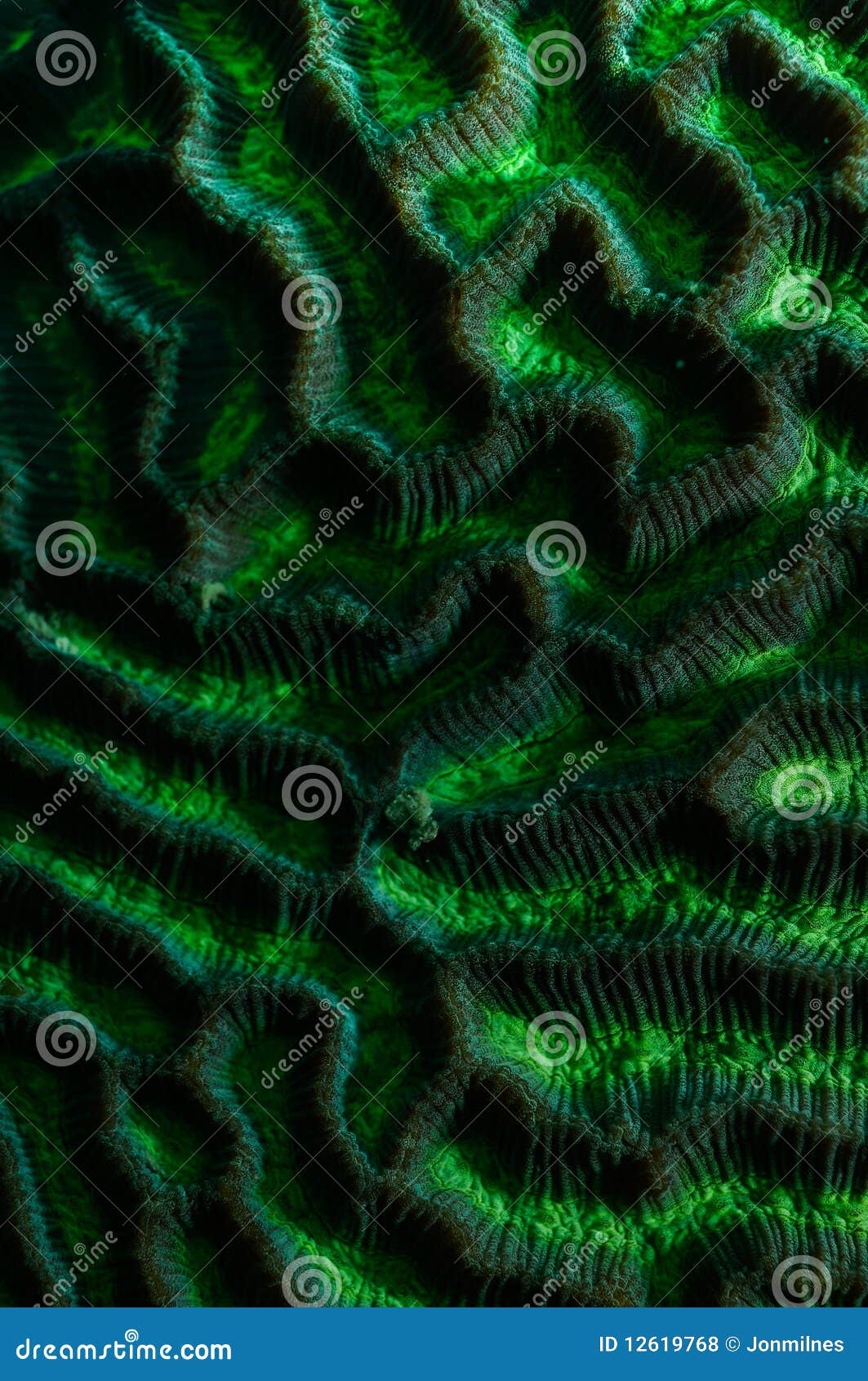 Green coral texture stock photo. Image of colorful, climate - 12619768
