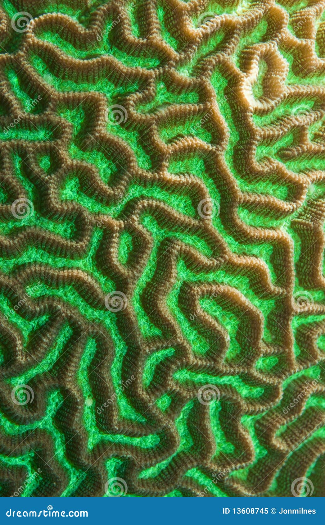 Green coral texture stock image. Image of soft, hard - 13608745