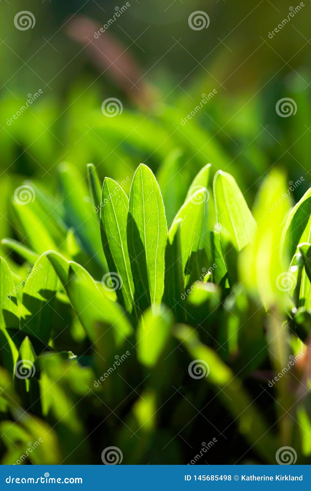 Green Coreopsis Leaves stock photo. Image of colorful - 145685498