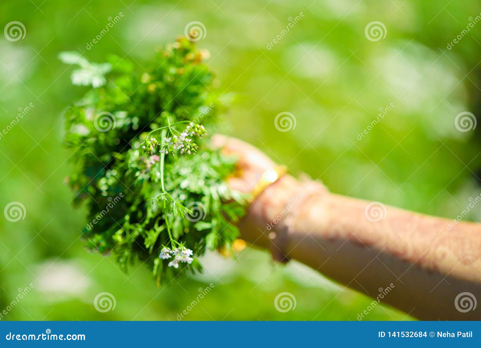 Green Coriander field stock photo. Image of field, herbal - 141532684