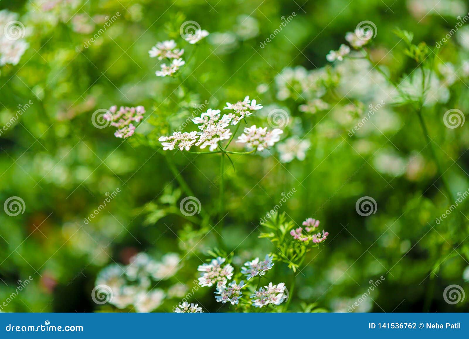 Green Coriander field stock photo. Image of flower, fresh - 141536762