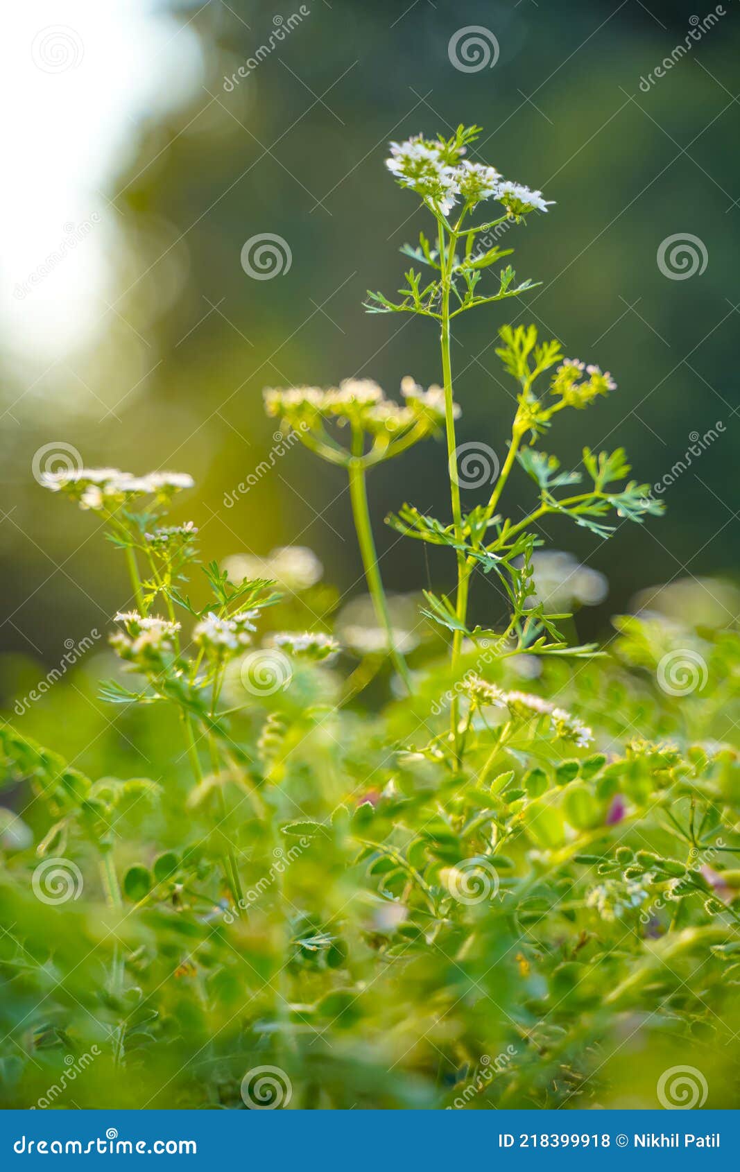 Green Coriander Field in India Stock Photo - Image of nature, natural ...