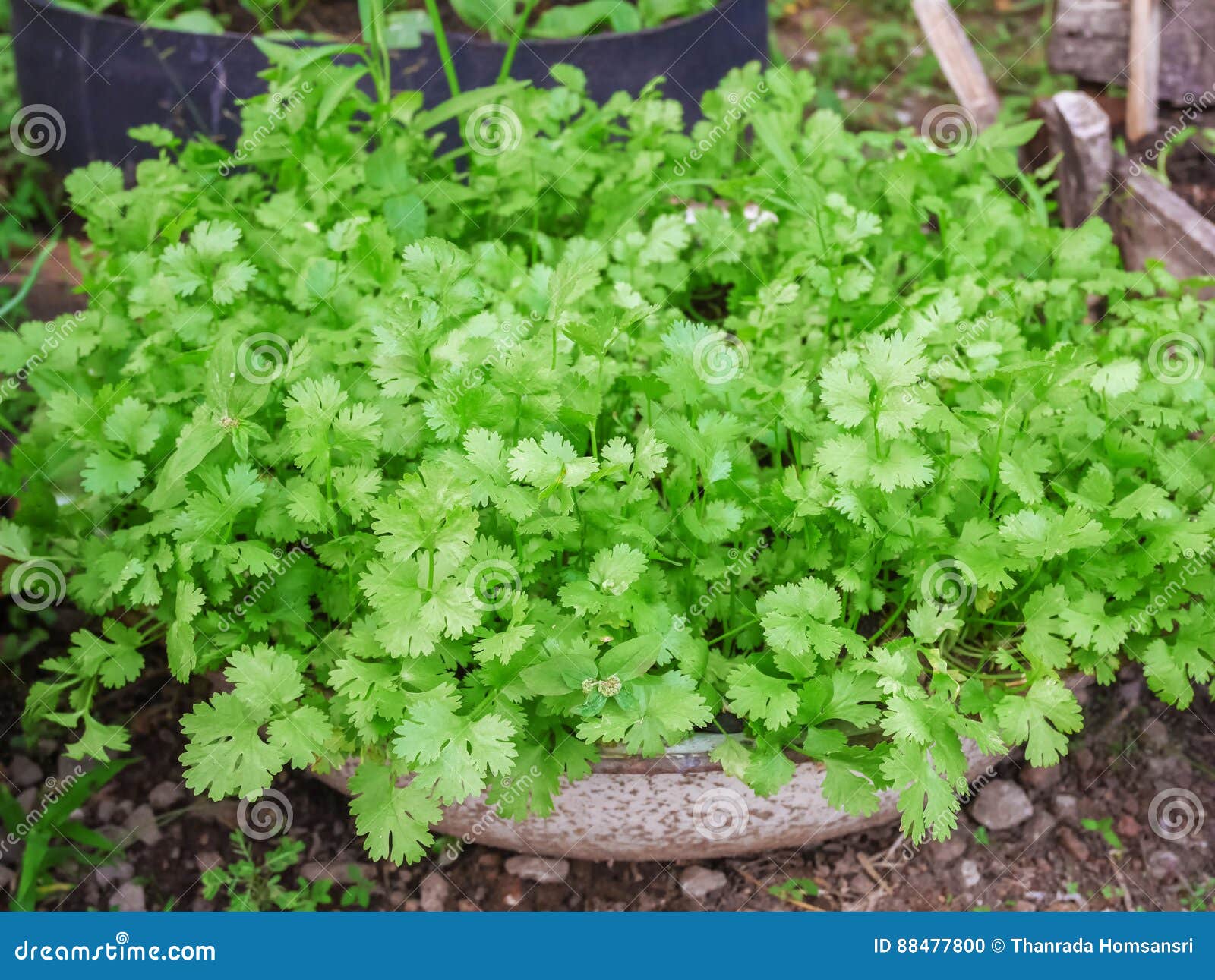 Green coriander stock photo. Image of green, cultivation - 88477800