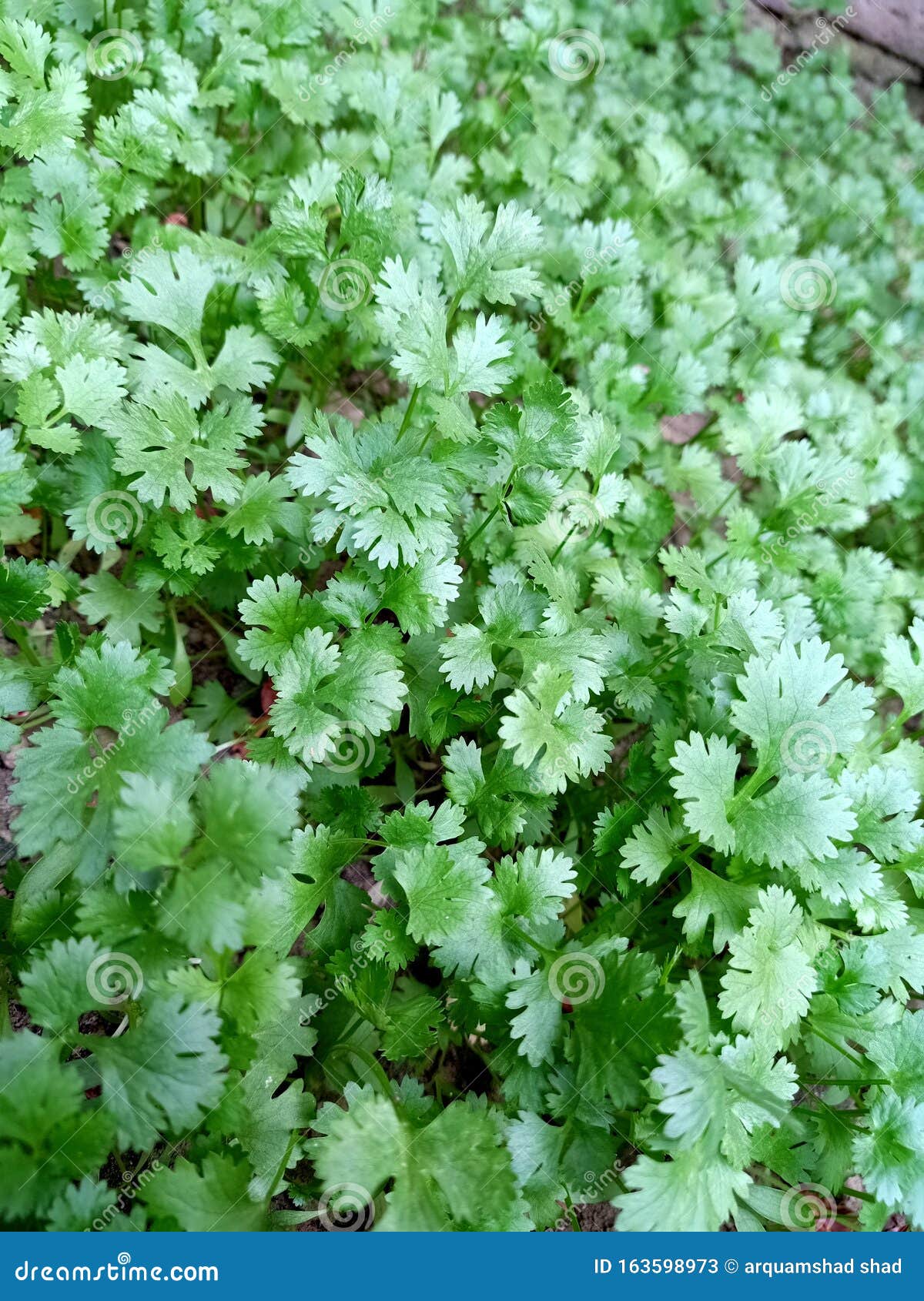 Green Coriander Leaves Close-up, Isolation on a White Background. Stock ...