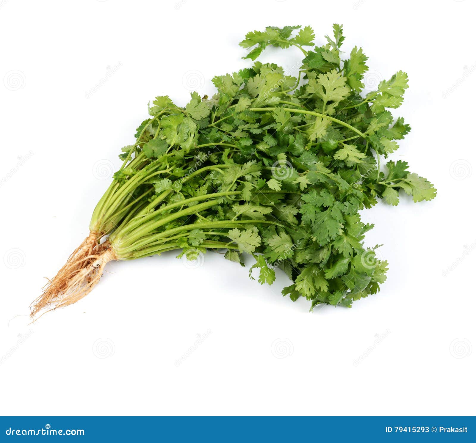 Green Coriander on white stock image. Image of sweet - 79415293
