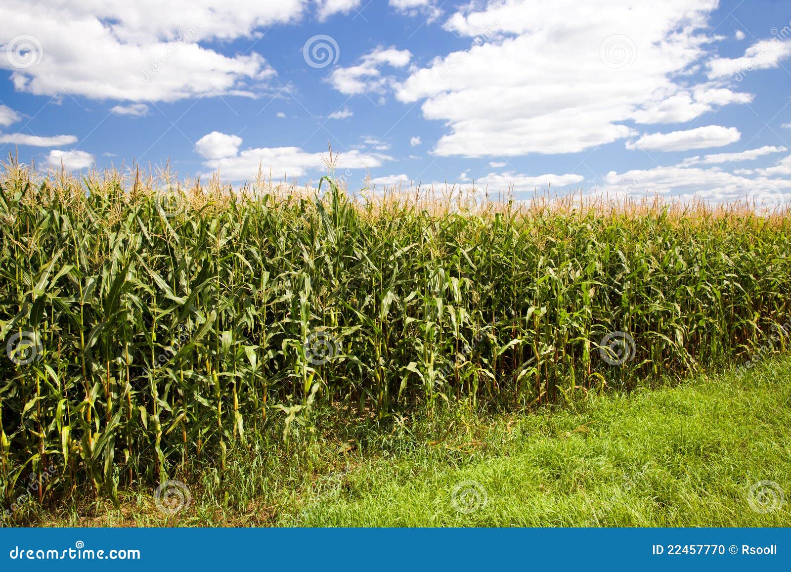 Green corn stock photo. Image of growing, horizon, harvesting - 22457770
