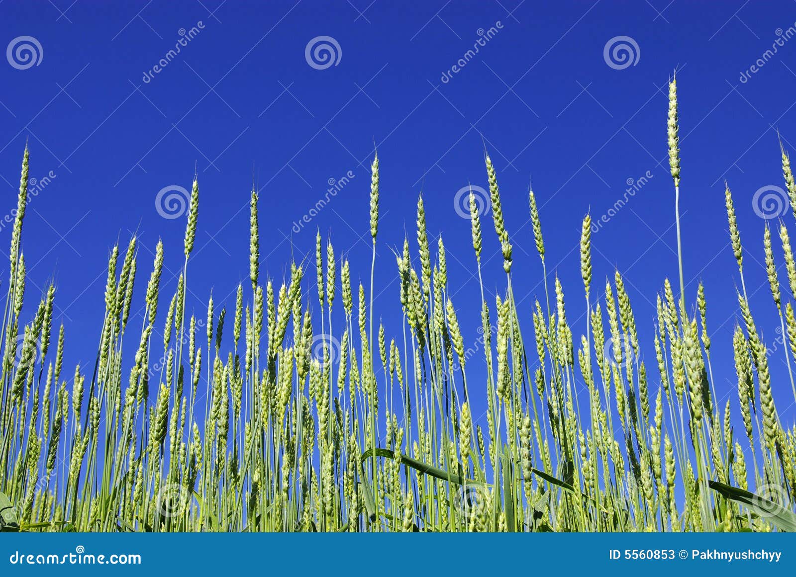 Green corn stock image. Image of field, calm, produce - 5560853