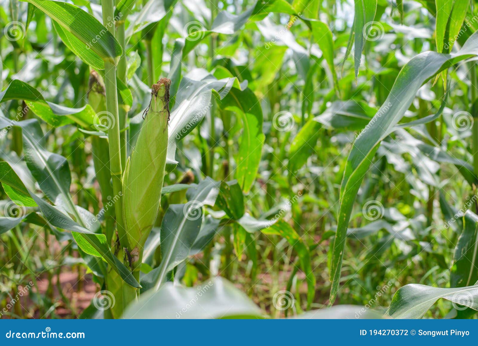 Green Corn, Beautiful and Large on the Farm Stock Photo - Image of ...