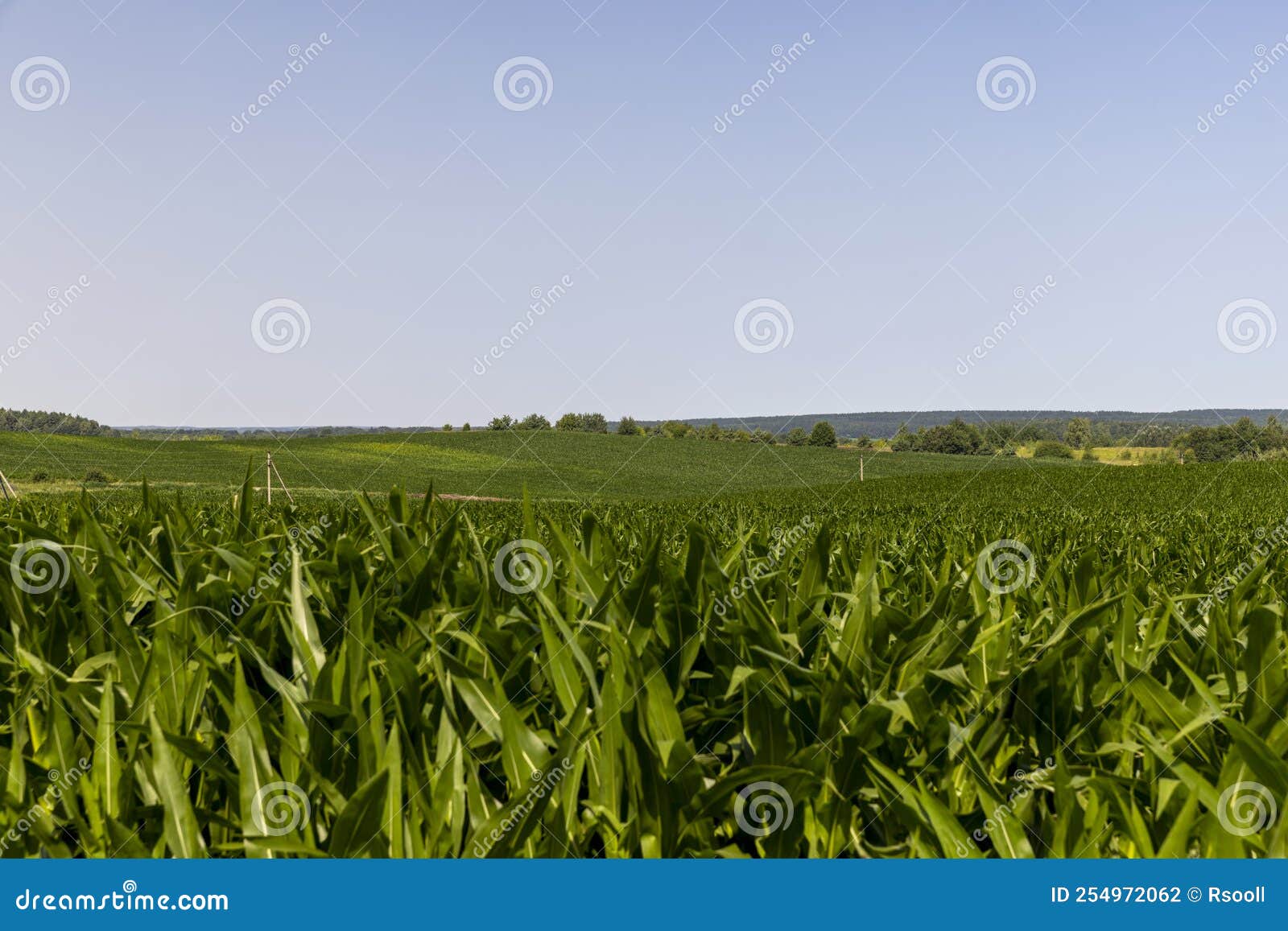 Green Corn Bushes in the Field Stock Photo - Image of spring, crop ...