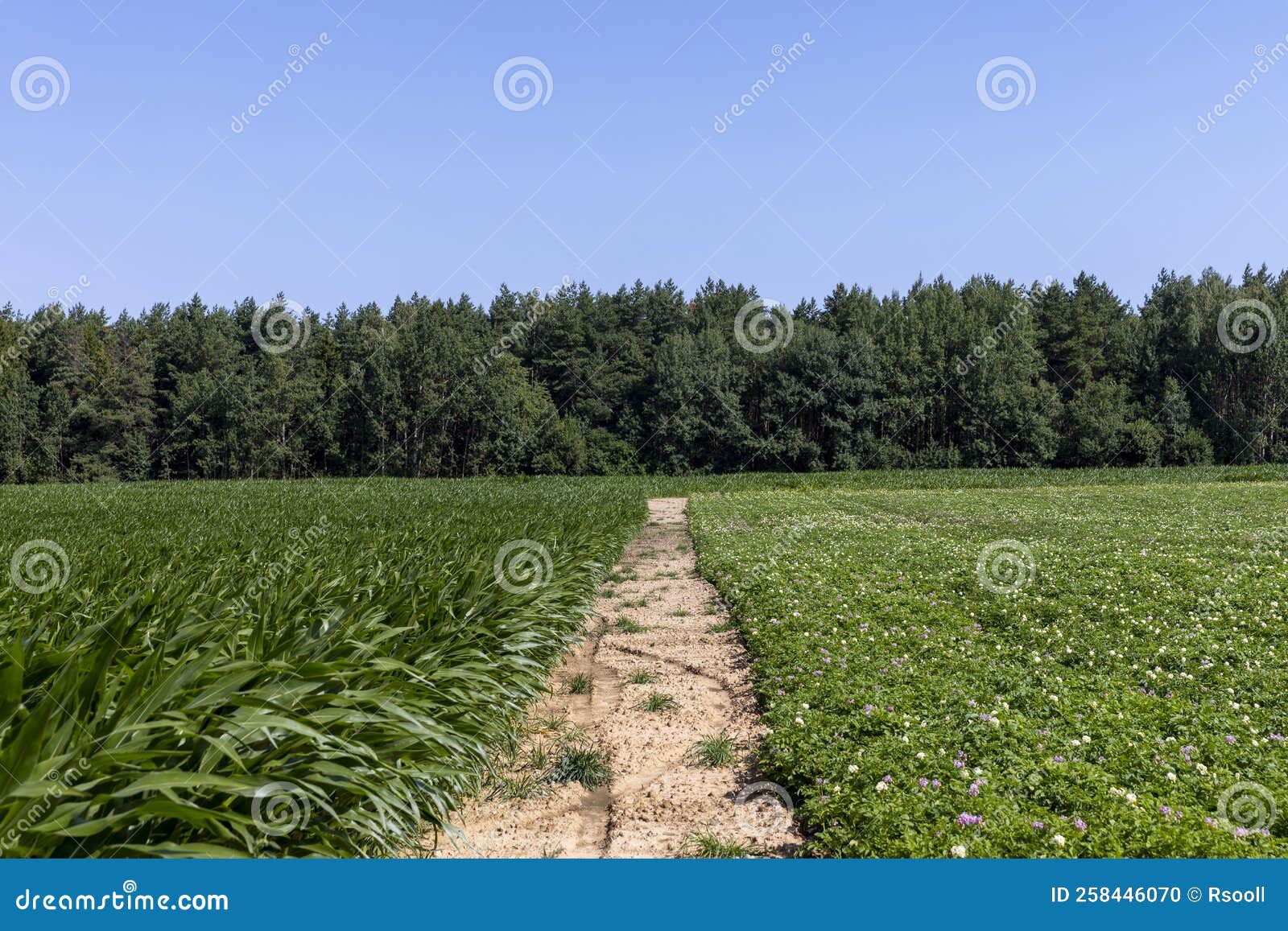 Green Corn Bushes in the Field Stock Photo - Image of country, sunbeam ...