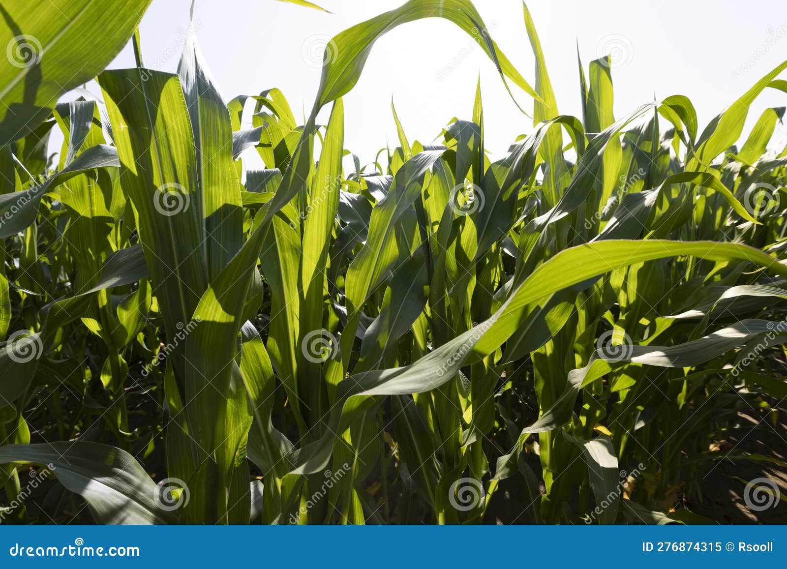 Green Corn Bushes in the Field Stock Image - Image of plantation, land ...