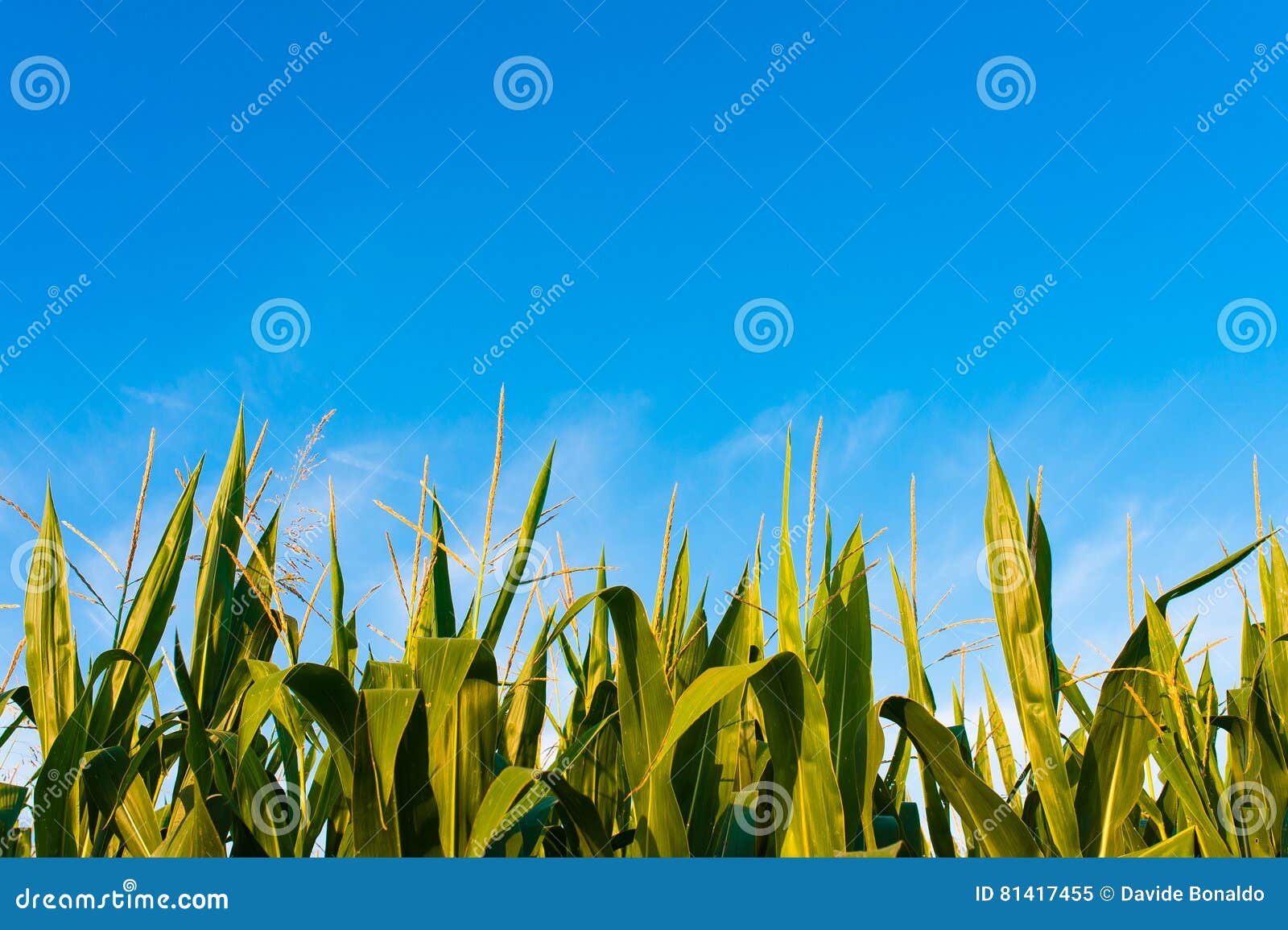 Green Corn with Clear Blue Sky in Sunny Day in Summer in Countryside ...