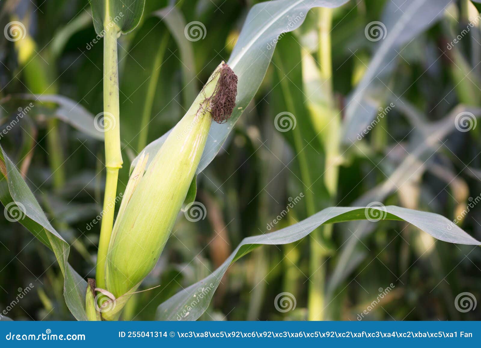 Green Corn on the Cob Growing in the Farmland Stock Photo - Image of ...