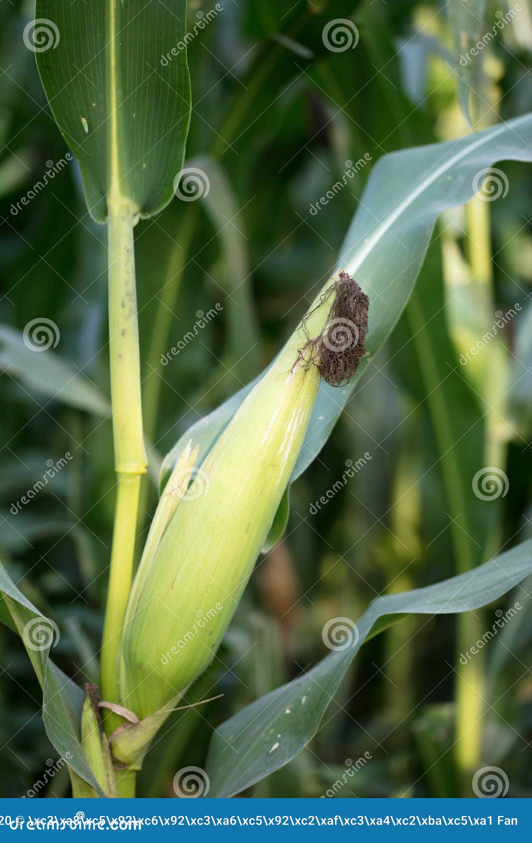 Green Corn on the Cob Growing in the Farmland Stock Photo - Image of ...