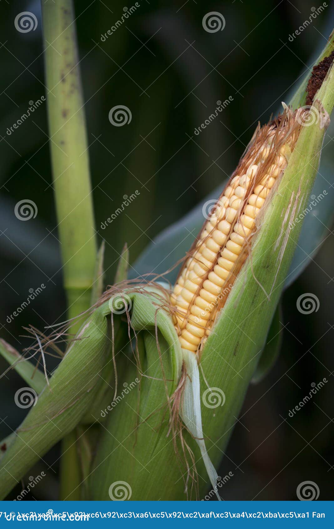 The Green Corn on the Cob is Peeled and the Corn Kernels are Leaked Out ...