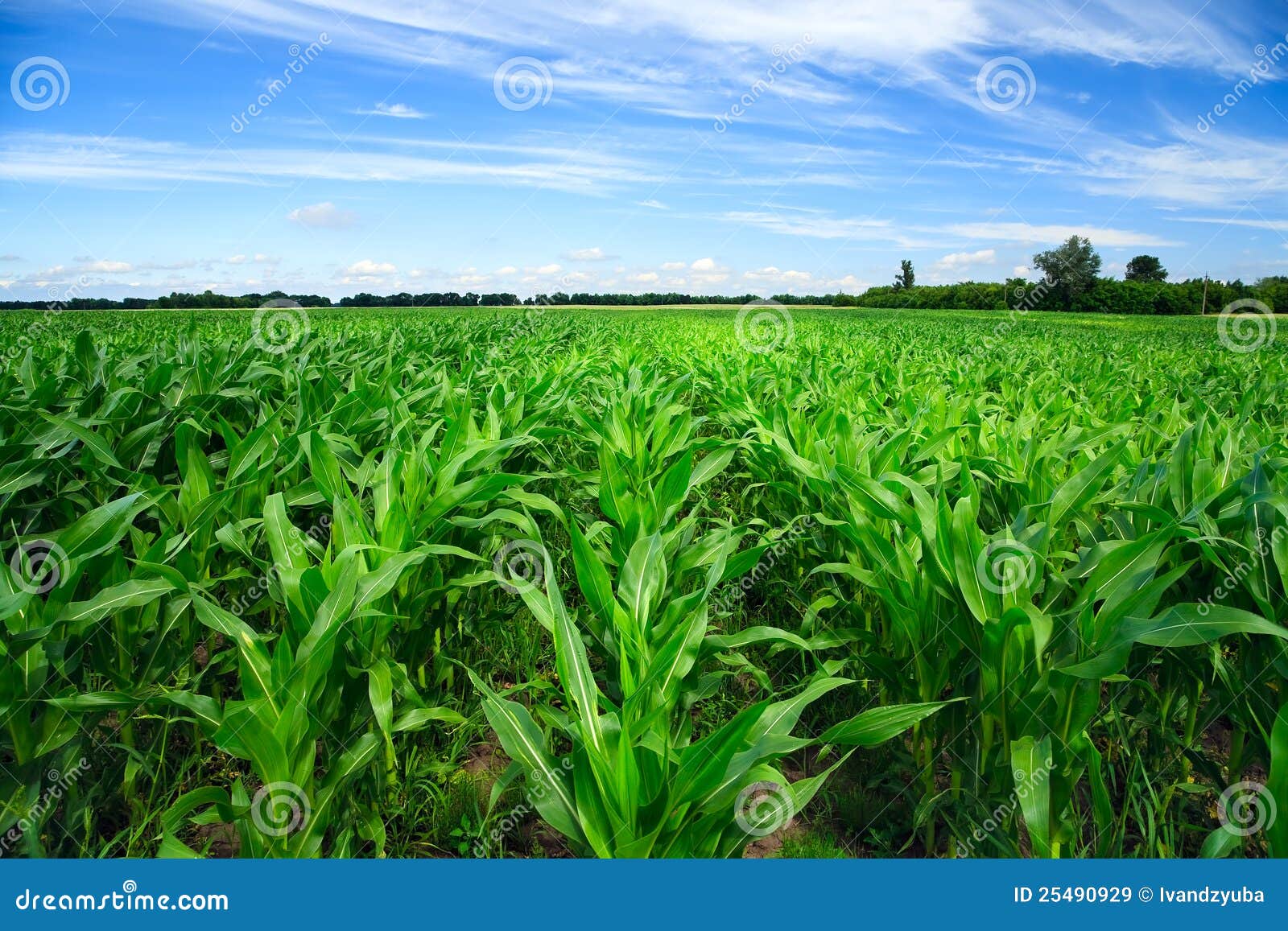 Green corn field stock image. Image of fresh, country - 25490929