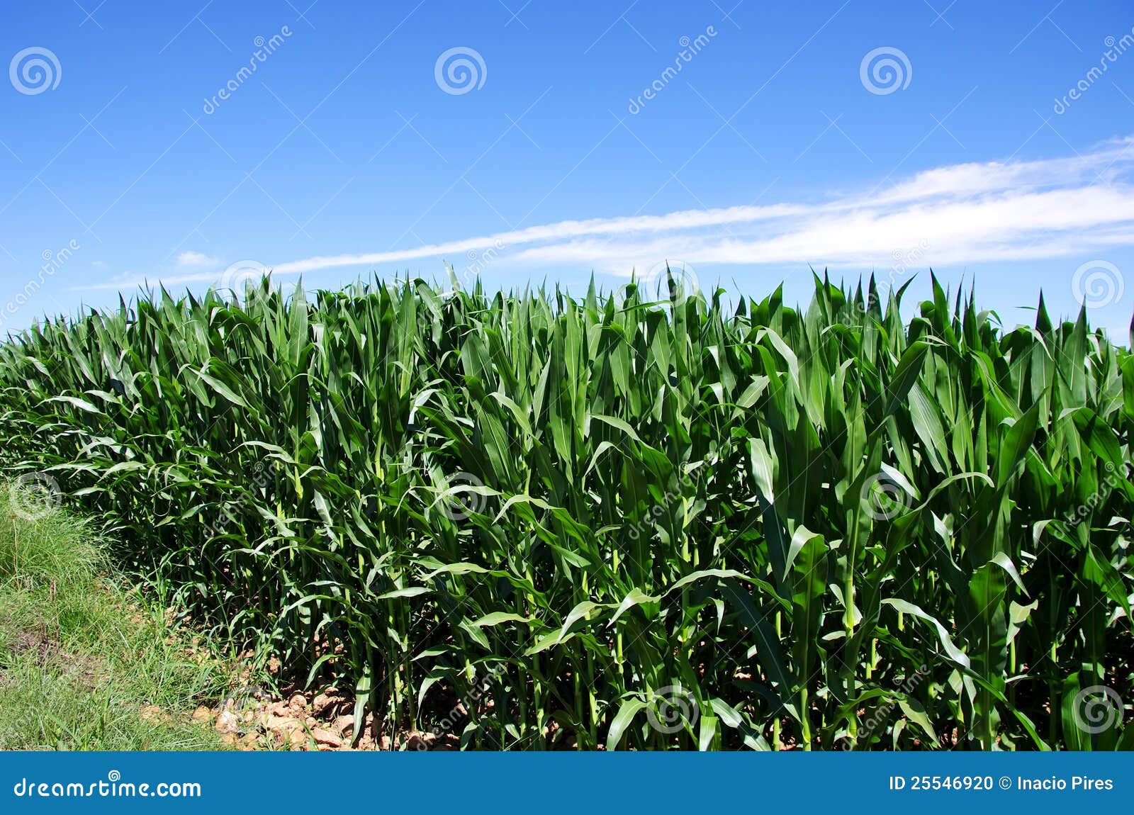 Green corn field stock photo. Image of natural, food - 25546920