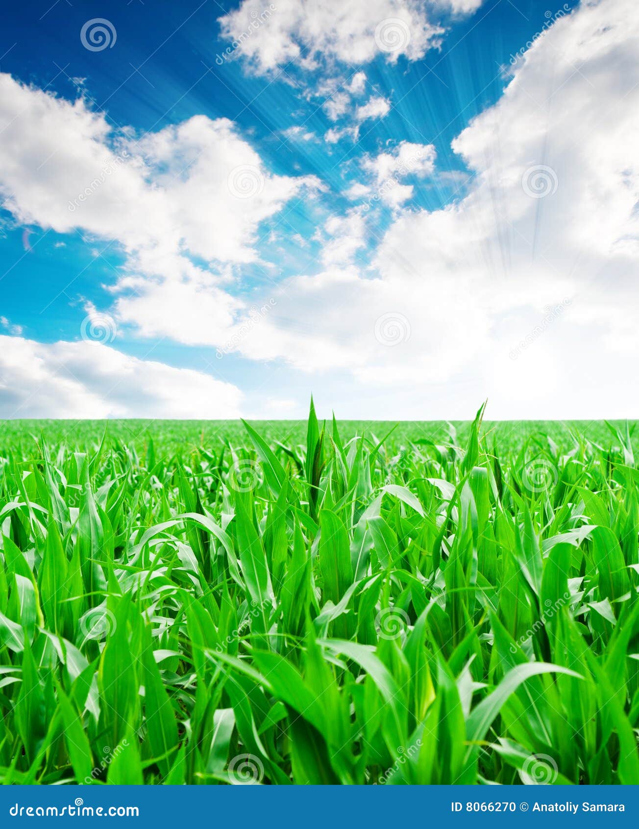 Green Corn Stalk From Above Against Ground, Corn Plant Downward In ...