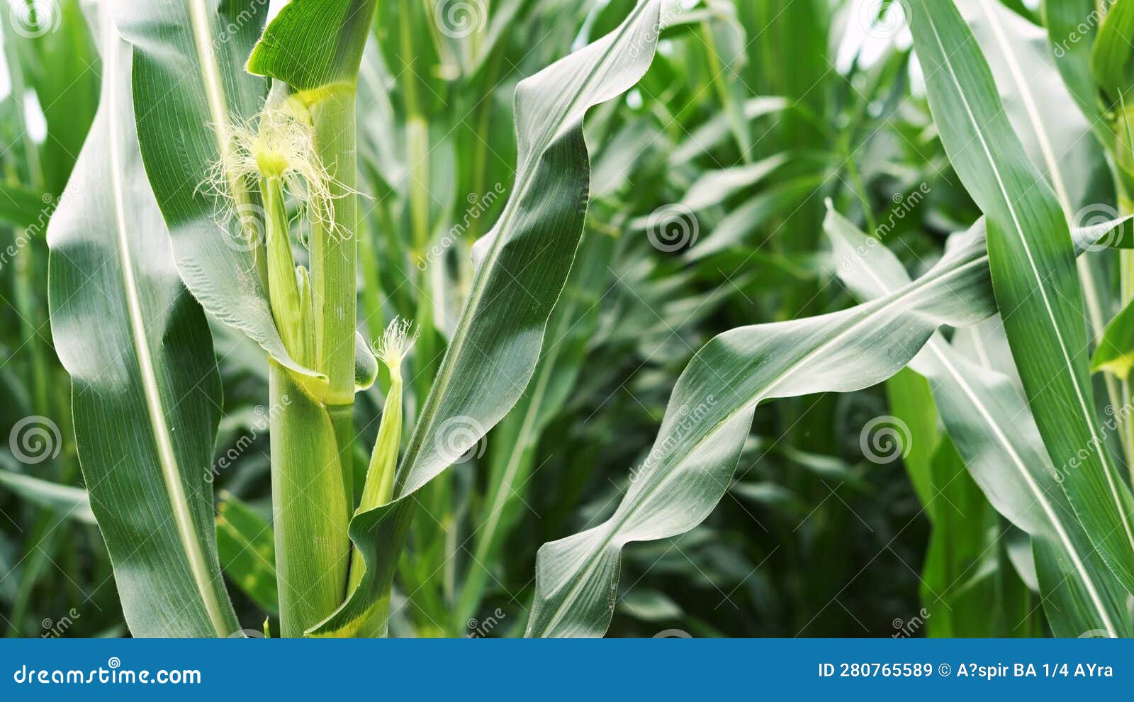 Green Corn Field Agriculture on Corn Background. Stock Video - Video of ...