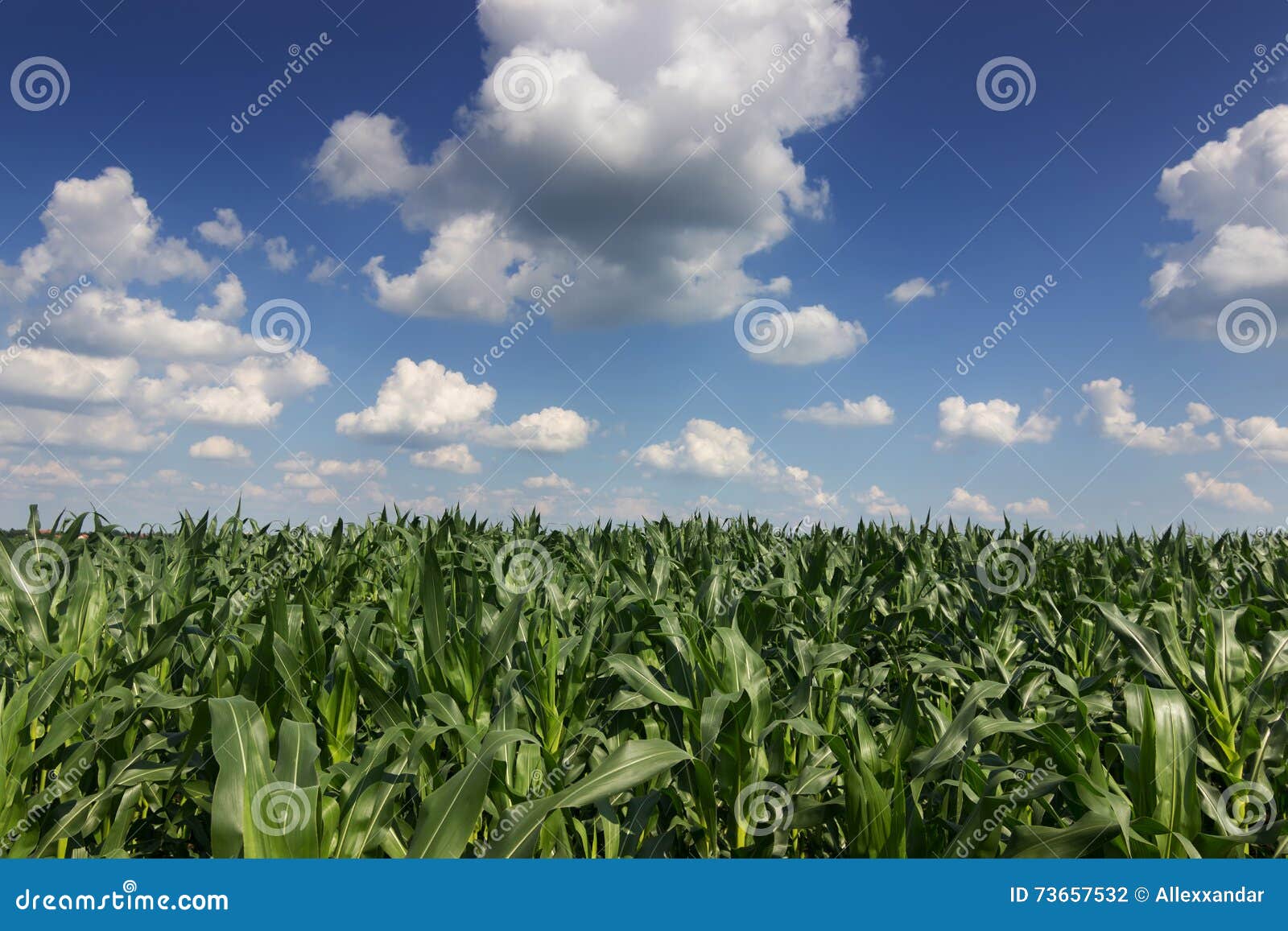 Green Corn Field, Blue Sky on Summer Day. Corn Field. Green Field with ...