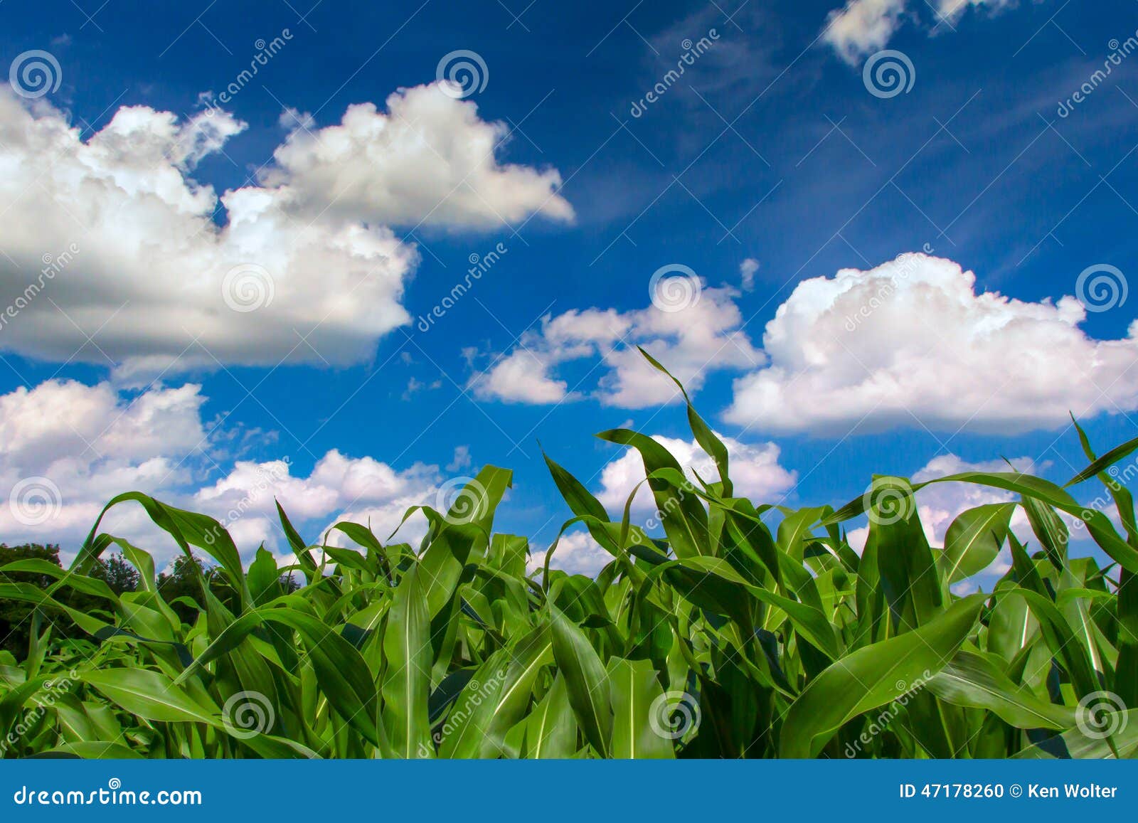 Green Corn Field Blue Sky in Summer Stock Photo - Image of beautiful ...