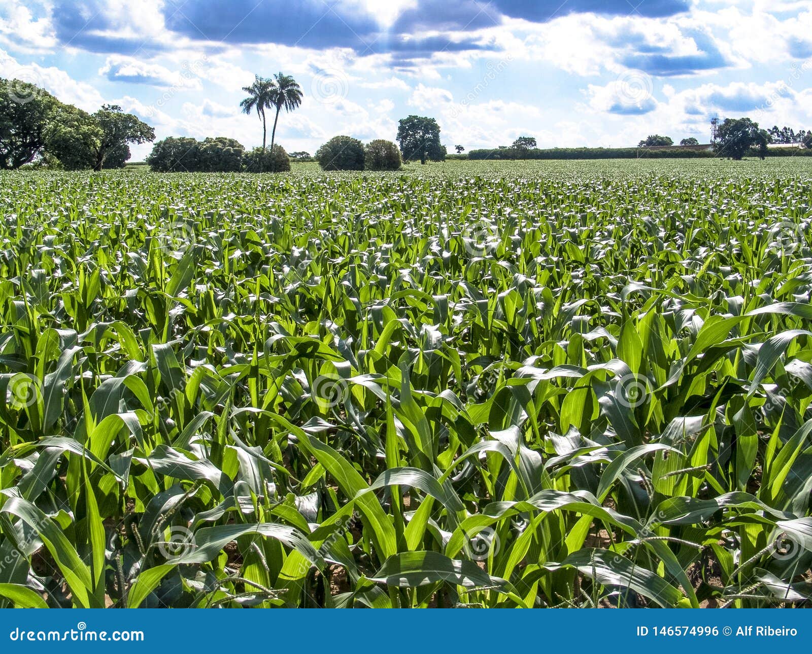 Green Corn field stock photo. Image of corn, business - 146574996