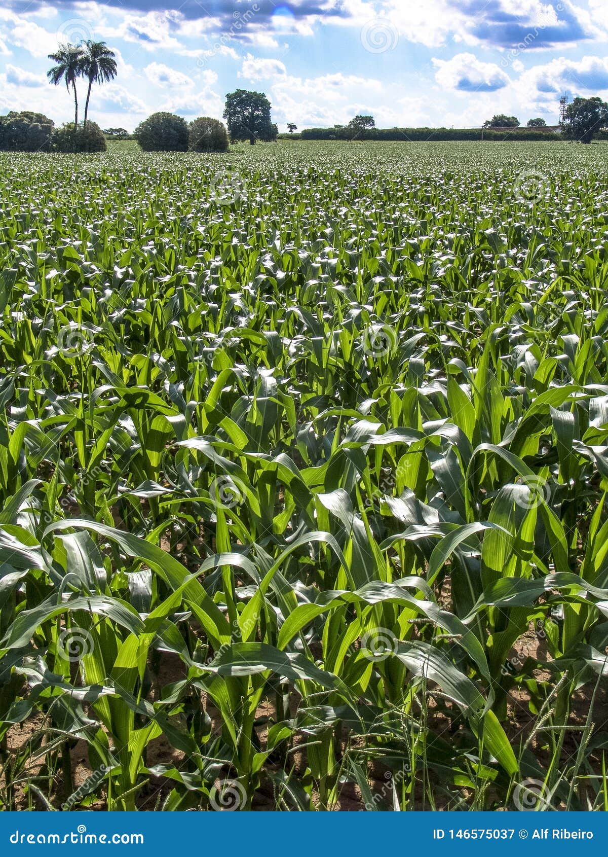 Green Corn field stock image. Image of food, business - 146575037