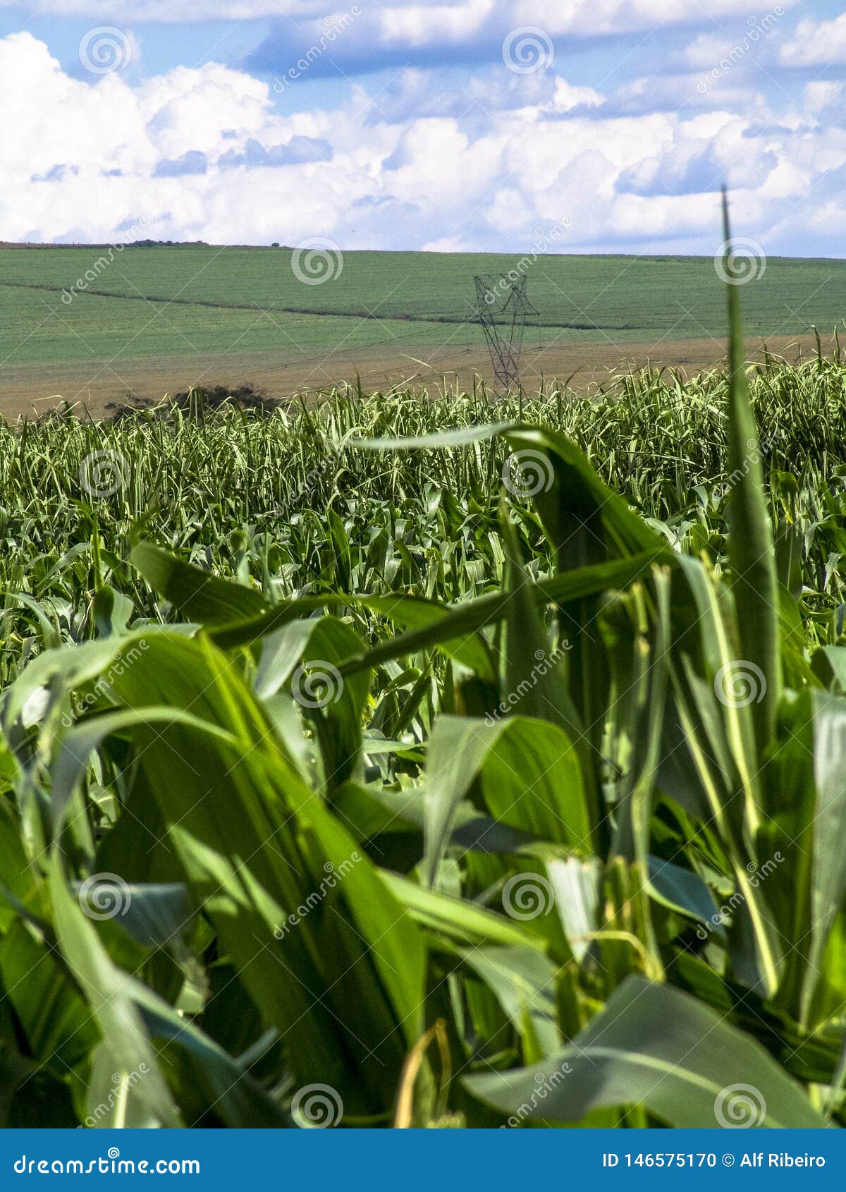 Green Corn field stock photo. Image of corn, cultivate - 146575170