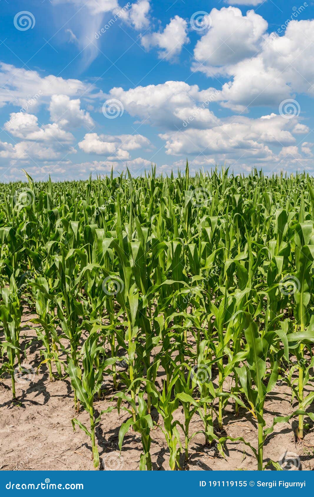 Green corn field stock image. Image of field, landscape - 191119155