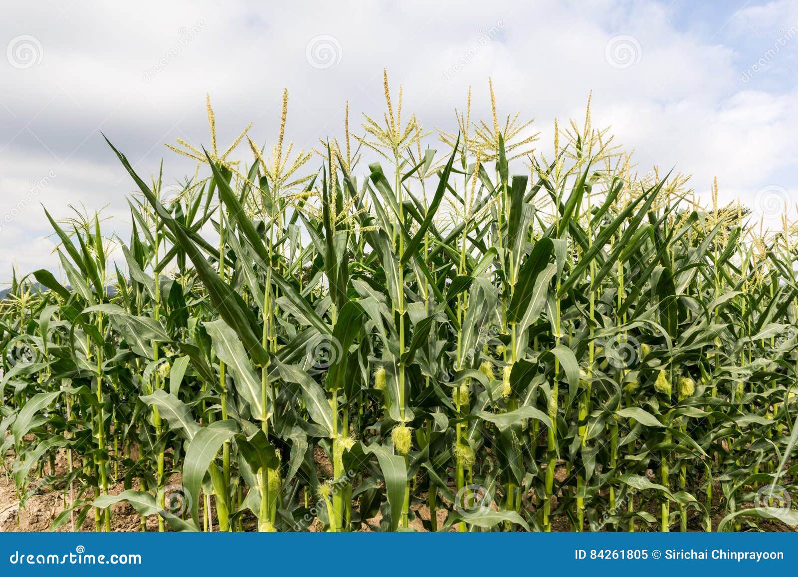 Green Corn Field with Drip Irrigation System in Farm Stock Image ...