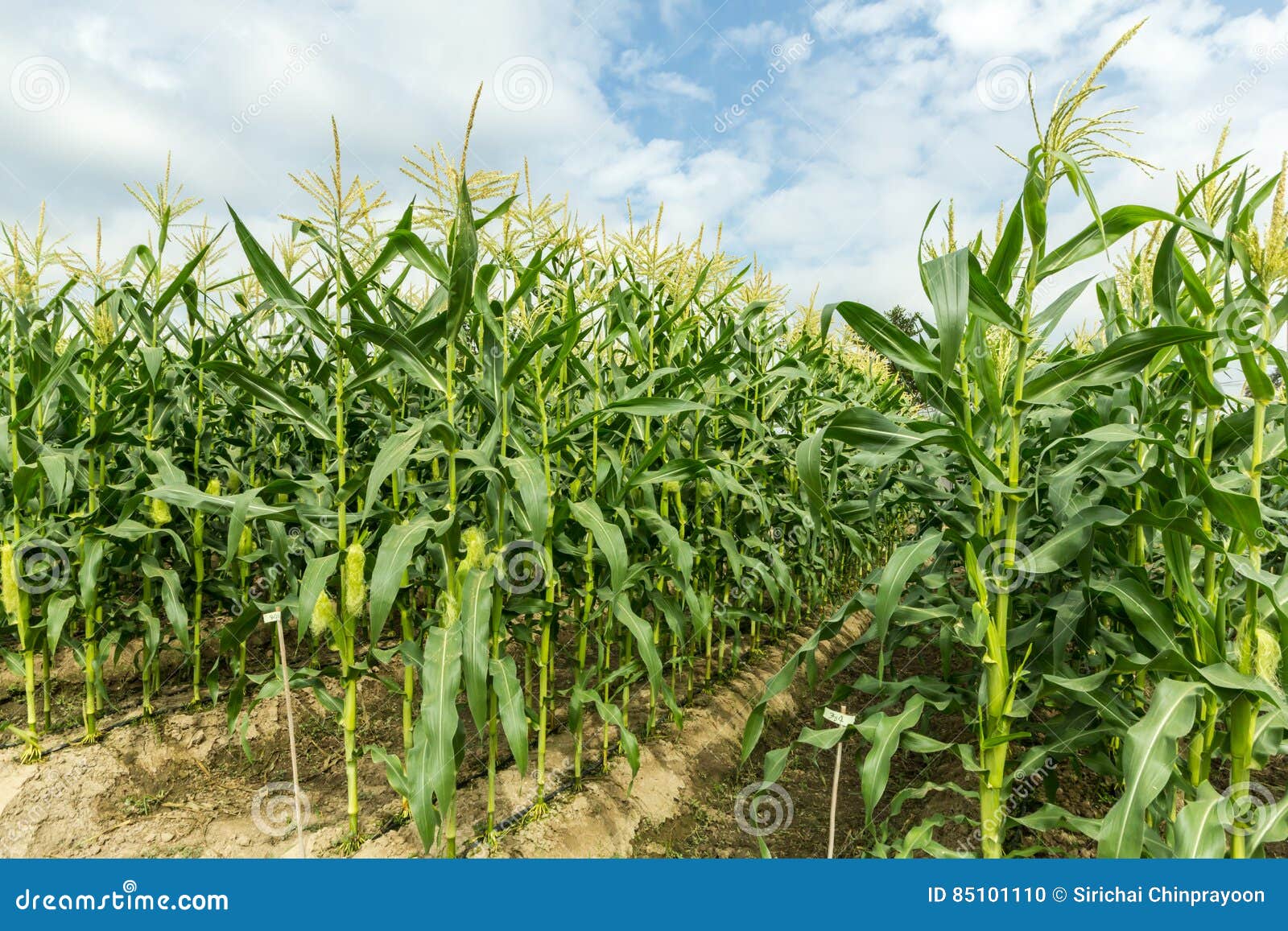 Green Corn Field with Drip Irrigation System in Farm Stock Photo ...