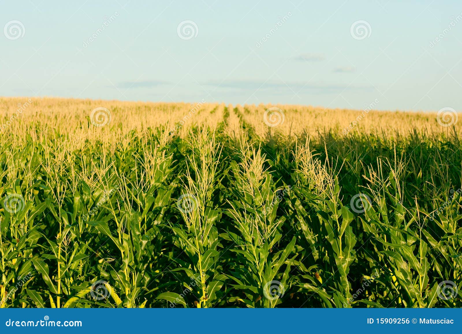 Green Corn Field - Fresh and Clean Stock Photo - Image of healthy ...