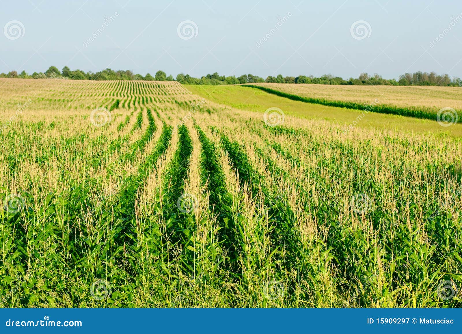 Green Corn Field - Fresh and Clean Stock Image - Image of natural ...