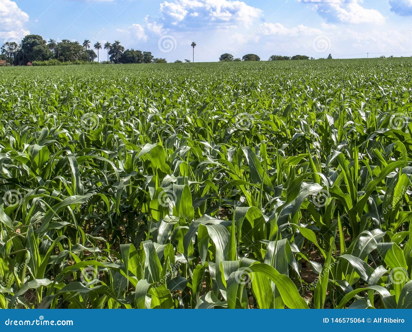 Green Corn field stock photo. Image of dirt, fresh, farming - 146575064