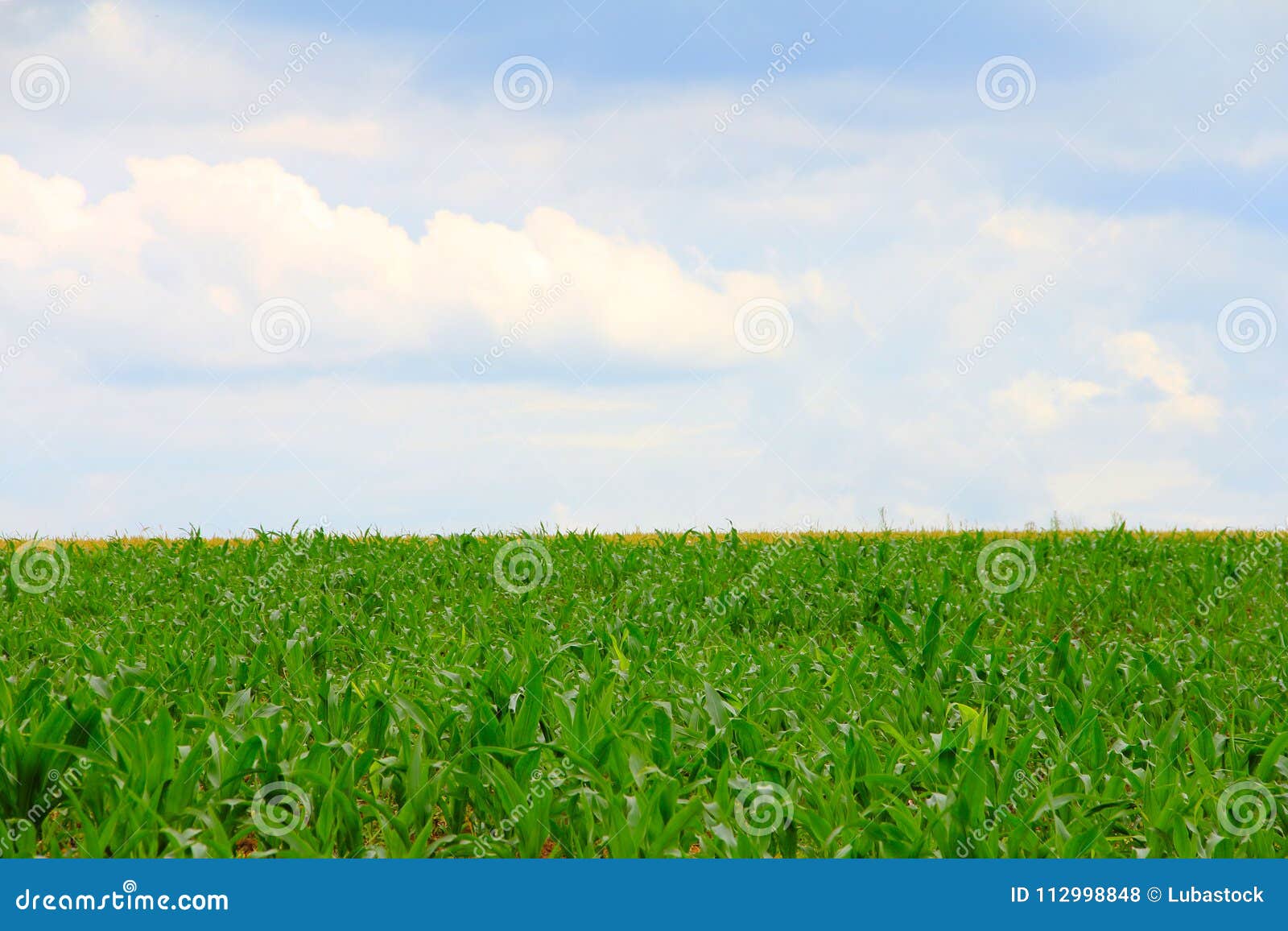 Green corn field stock photo. Image of agriculture, landscape - 112998848