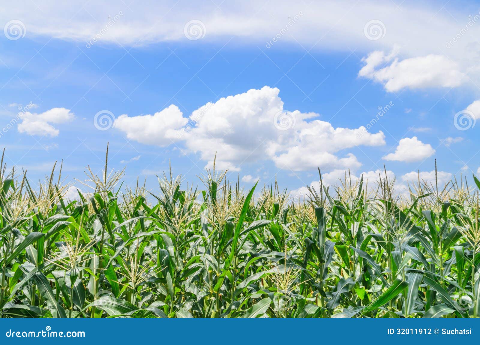 Green corn field stock photo. Image of land, plant, green - 32011912