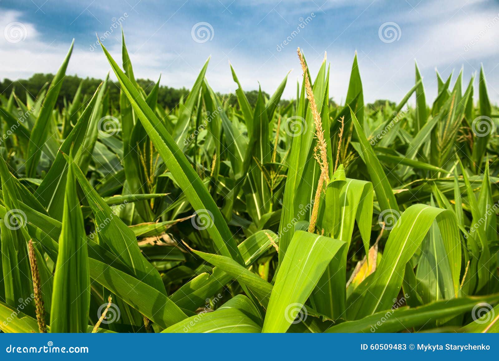 Green Corn Field Growing Up Against Blue Sky Stock Image - Image of ...