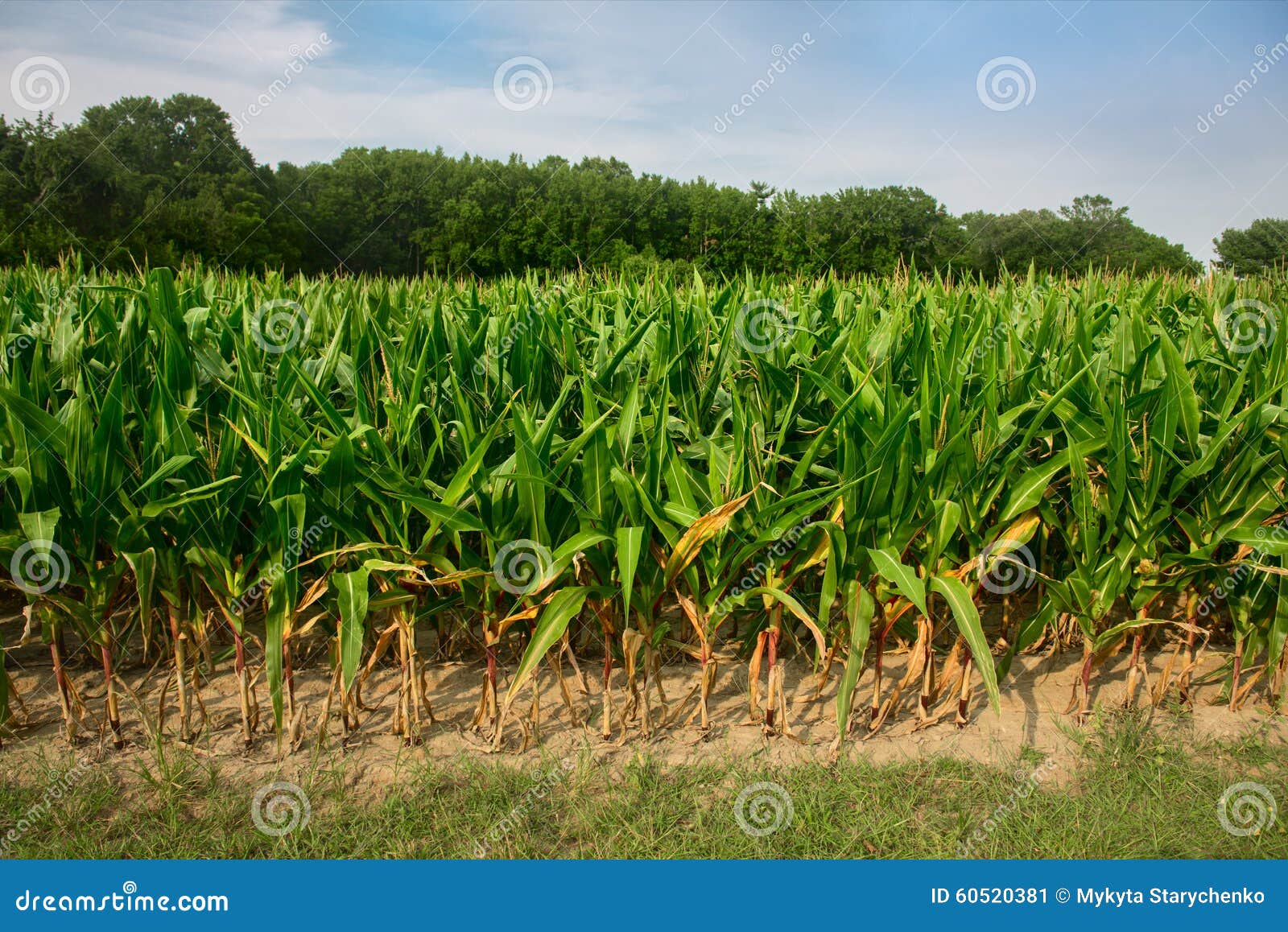Green Corn Field Growing Up Against Blue Sky Stock Image - Image of ...