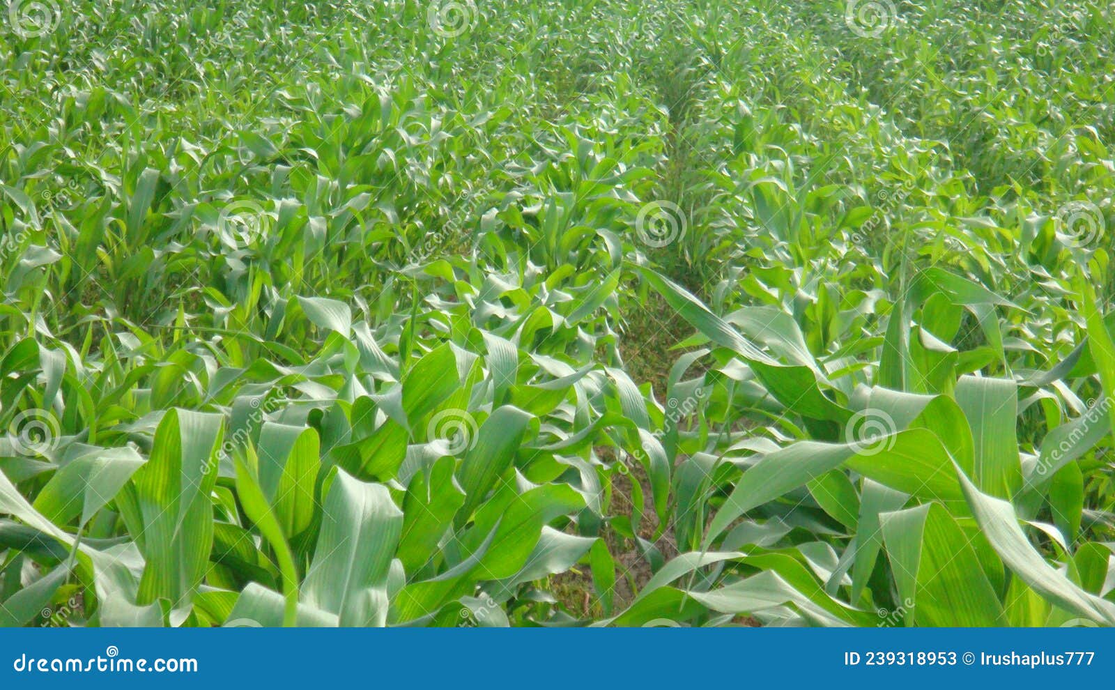 Green Corn Field with Fresh Sprouts Planted in a Row Stock Image ...