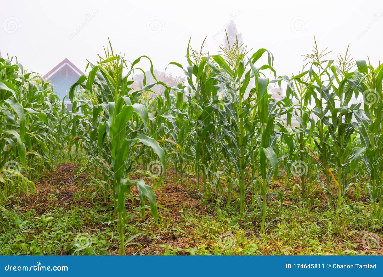 Green Corn Field with Morning Fog Stock Image - Image of corn ...