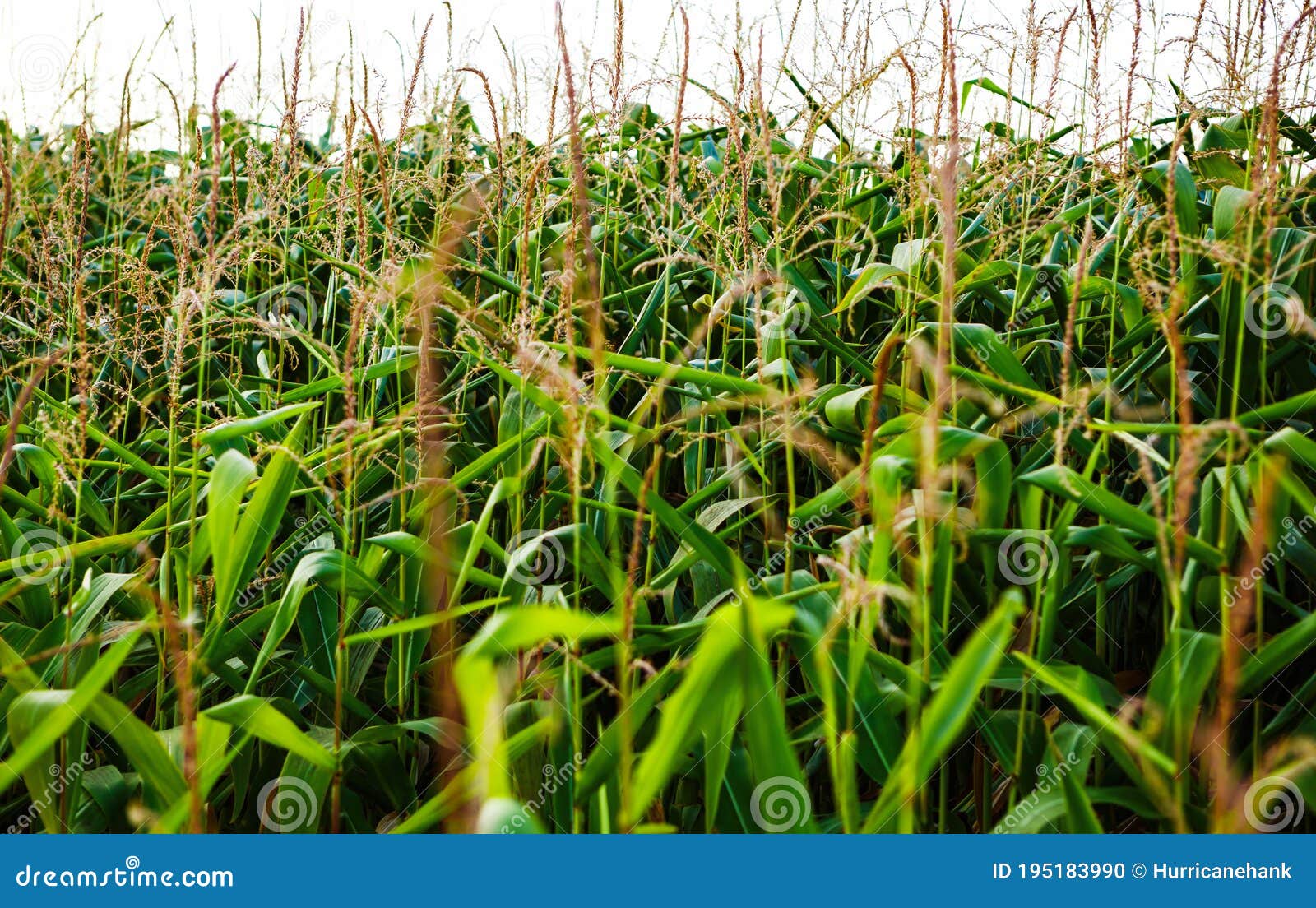 Crops Growing Inside A Poly Tunnel Stock Image | CartoonDealer.com ... Crops Growing Inside A Poly Tunnel Stock Image | CartoonDealer.com ...