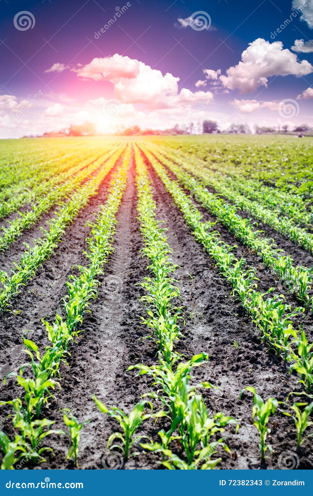 Green corn field in spring stock image. Image of country - 72382343