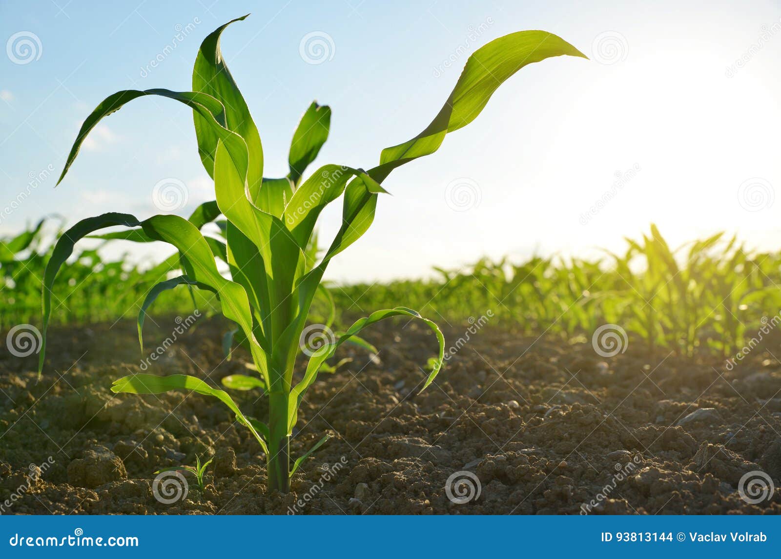 Green corn field stock photo. Image of agriculture, countryside - 93813144