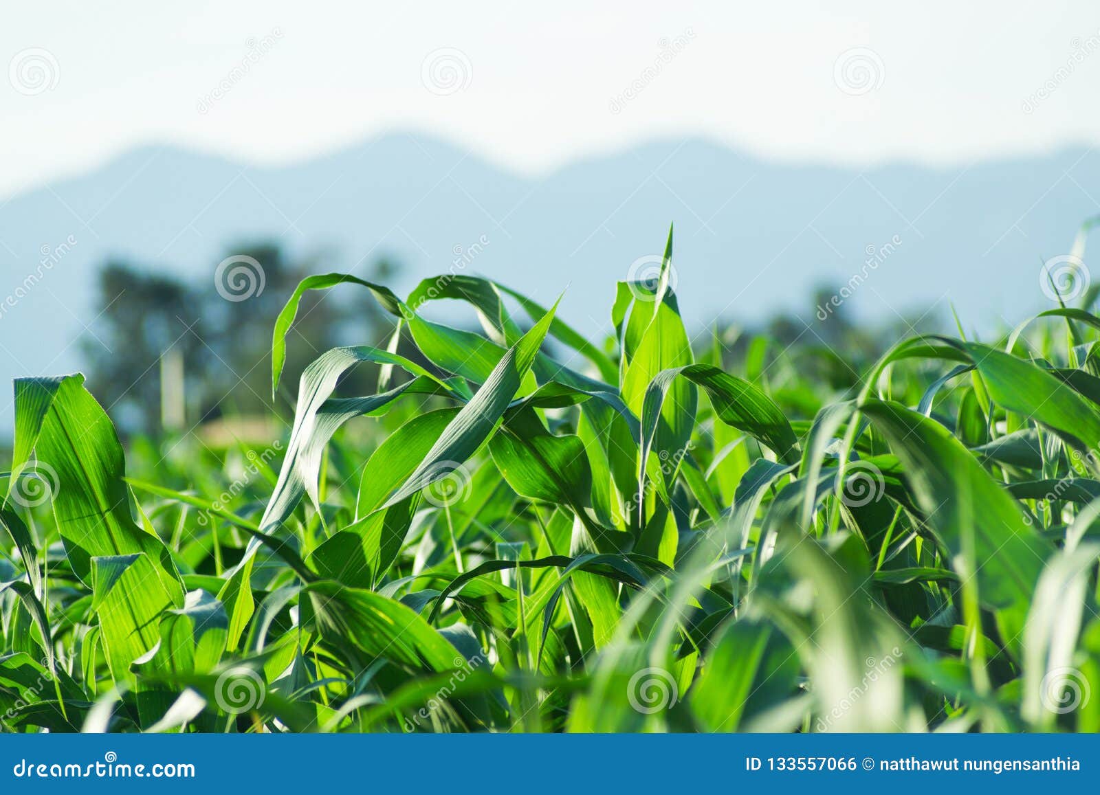 The Green Corn Flush Shows the Health of the Strong Corn Stock Photo ...