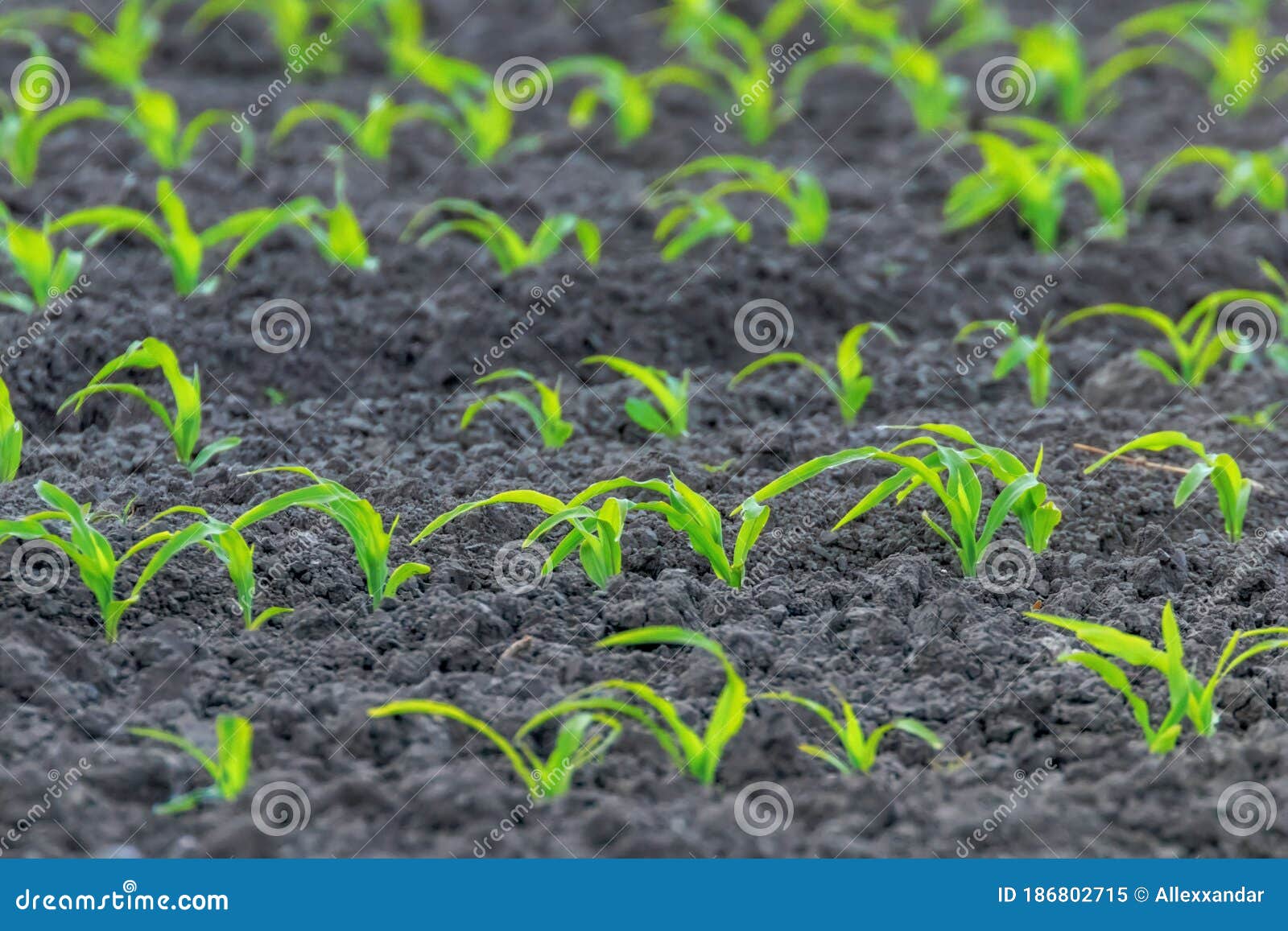 Green Corn Growing on the Field. Green Corn Plants, Shallow Depth of ...