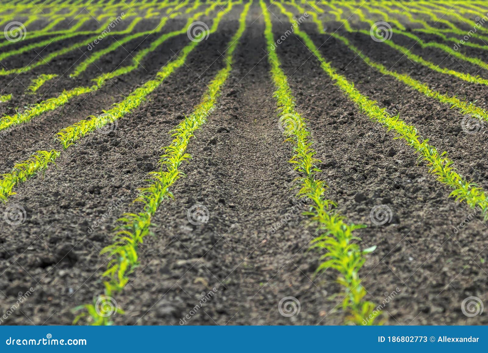 Green Corn Growing on the Field. Green Corn Plants, Shallow Depth of ...