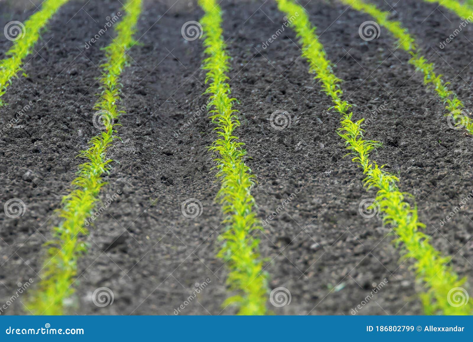 Green Corn Growing on the Field. Green Corn Plants, Shallow Depth of ...