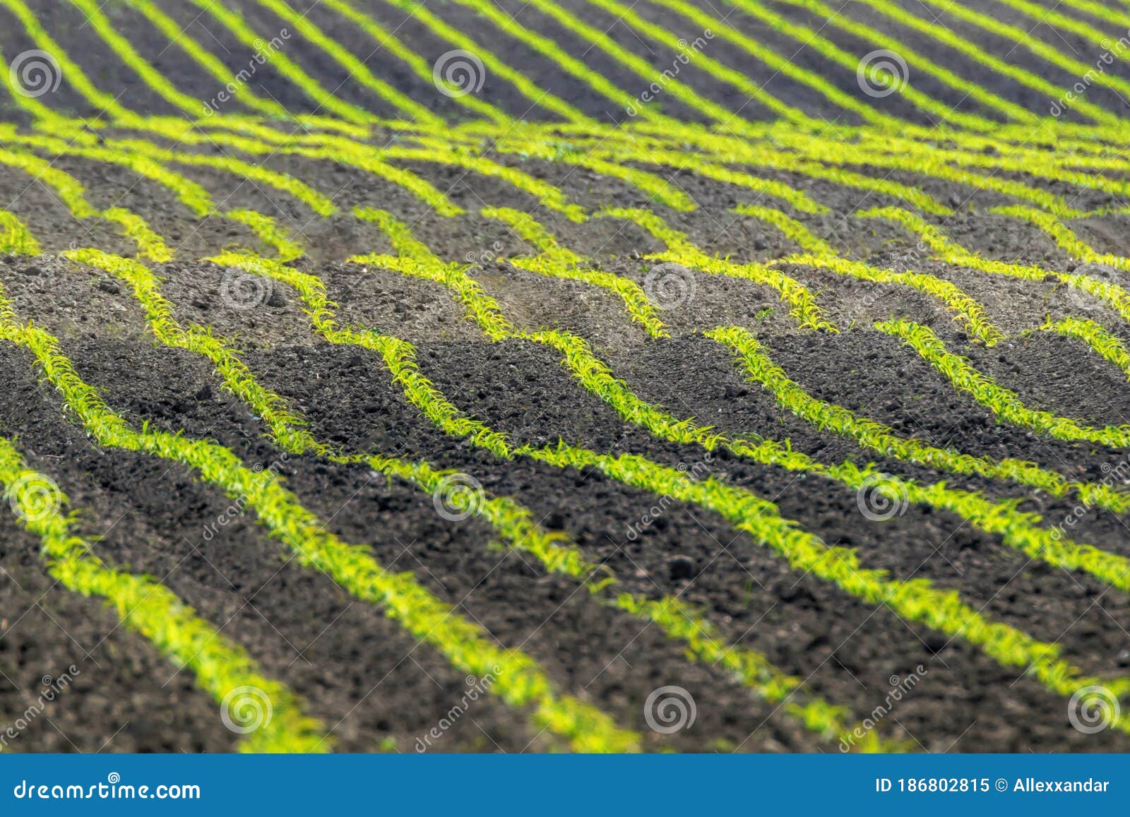 Green Corn Growing on the Field. Green Corn Plants, Shallow Depth of ...
