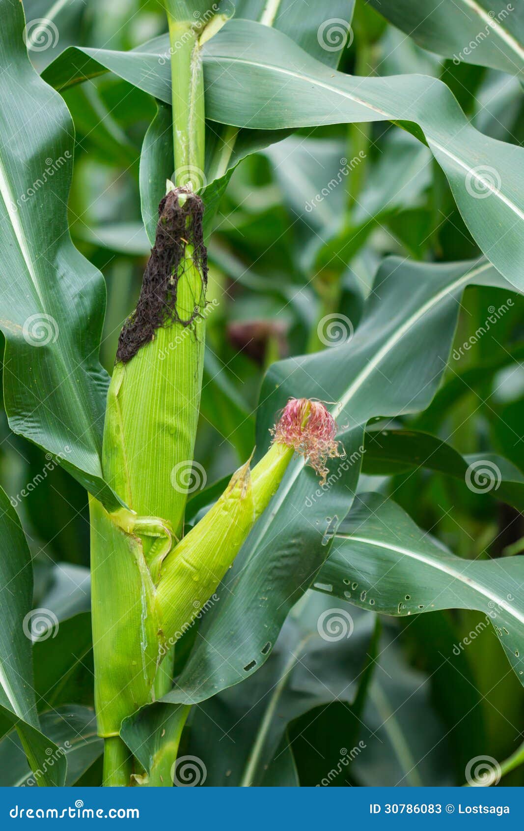 Green of corn growing up stock image. Image of carpel - 30786083