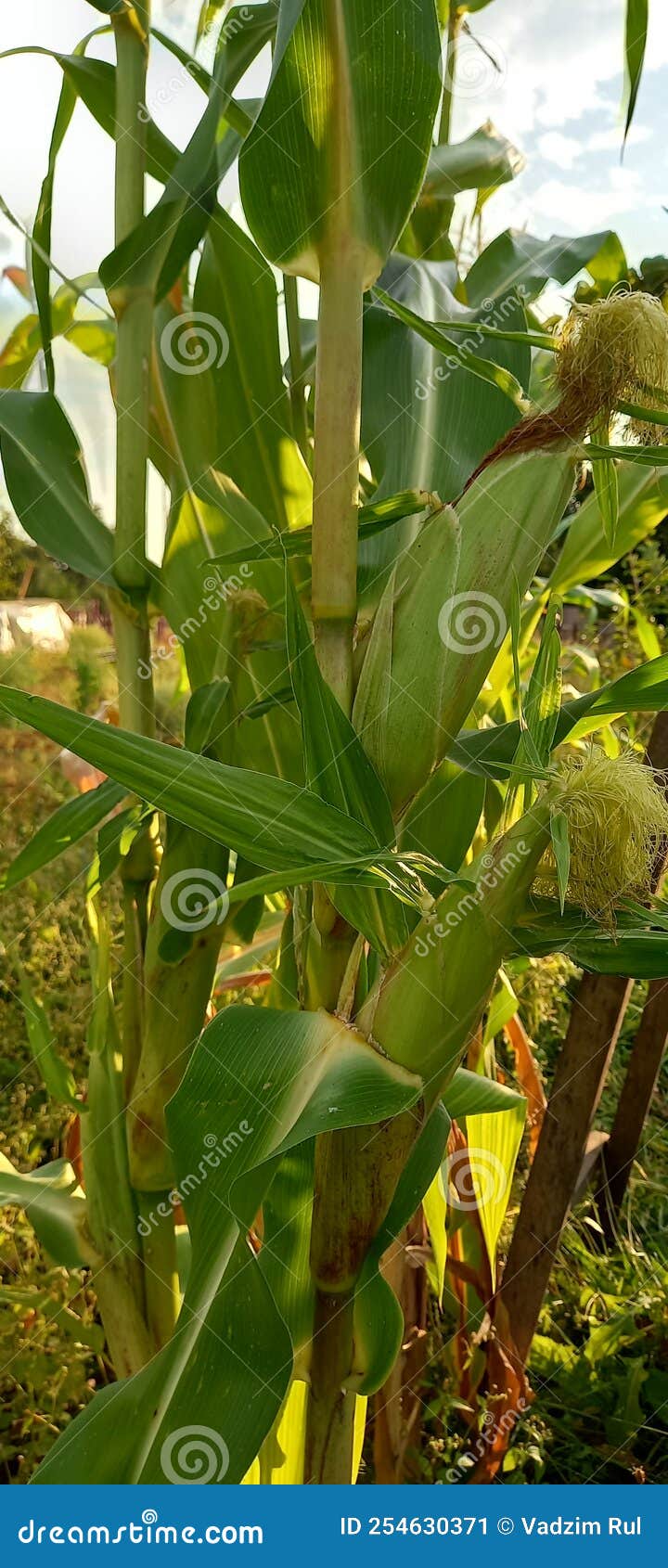 Green corn hair vegatable stock image. Image of vegetable - 254630371